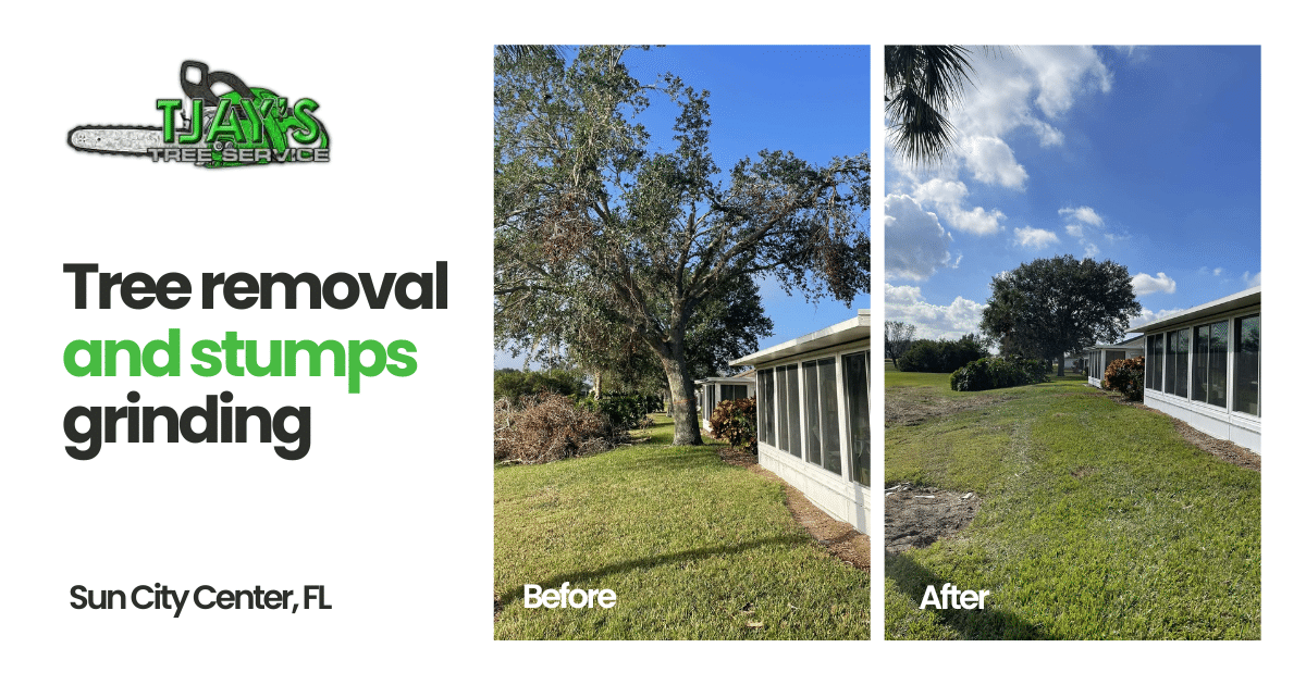 Diseased Tree Removal Project In Sun City Center, Fl