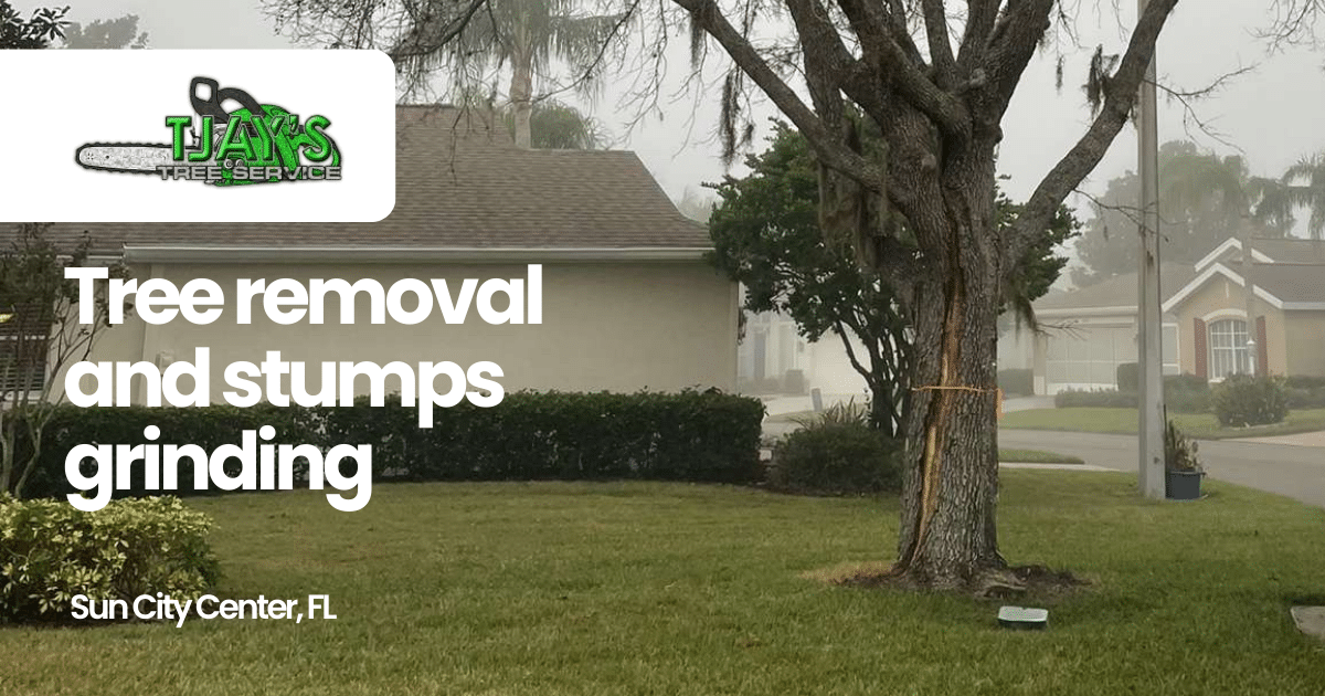 Tree Removal & Stump Grinding Project in Sun City Center, Fl | TJay ...
